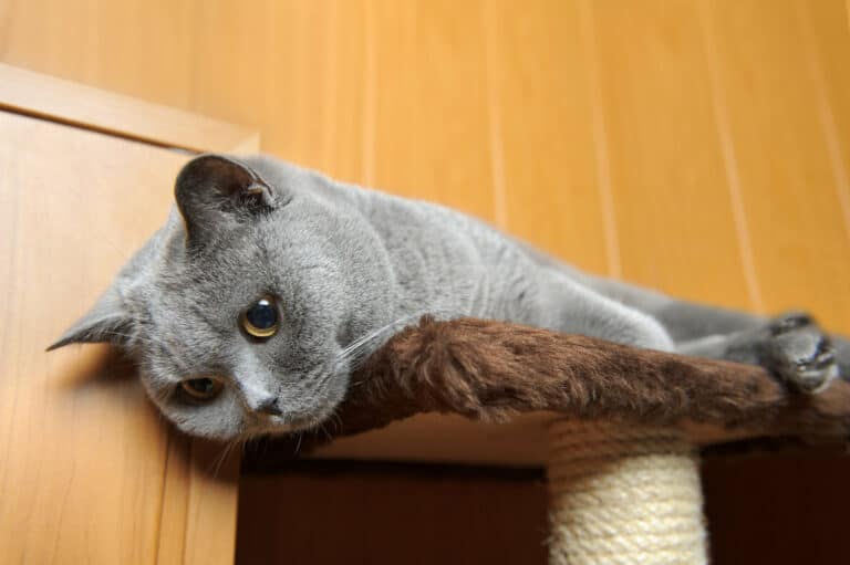 How to Start a Cattery Business | Costs, legals & equipment