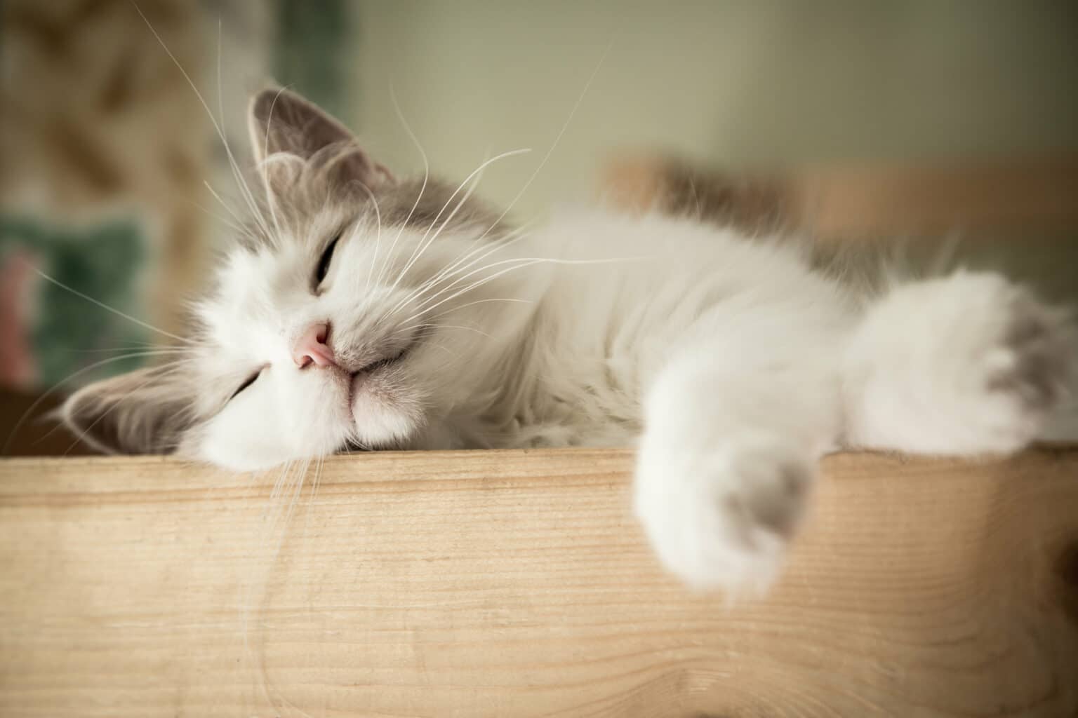 How to Start a Cattery Business | Costs, legals & equipment