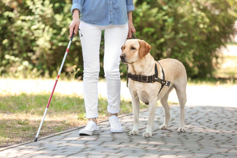 How to Become a Guide Dog Trainer | Hours, roles & earnings