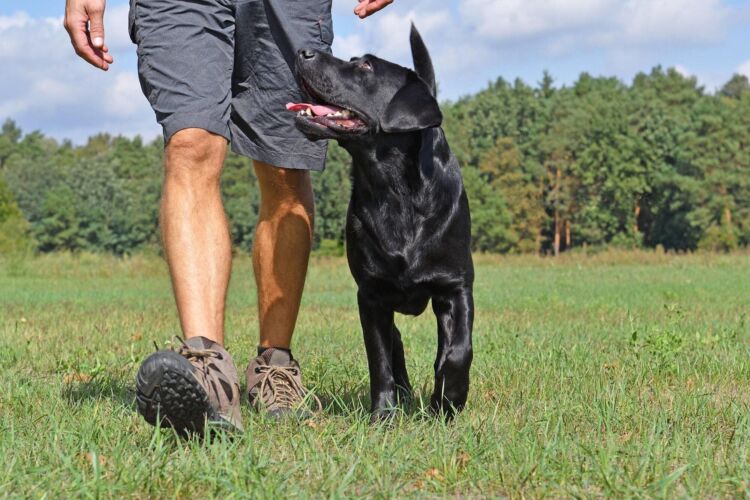 How to Become a Guide Dog Trainer | Hours, roles & earnings