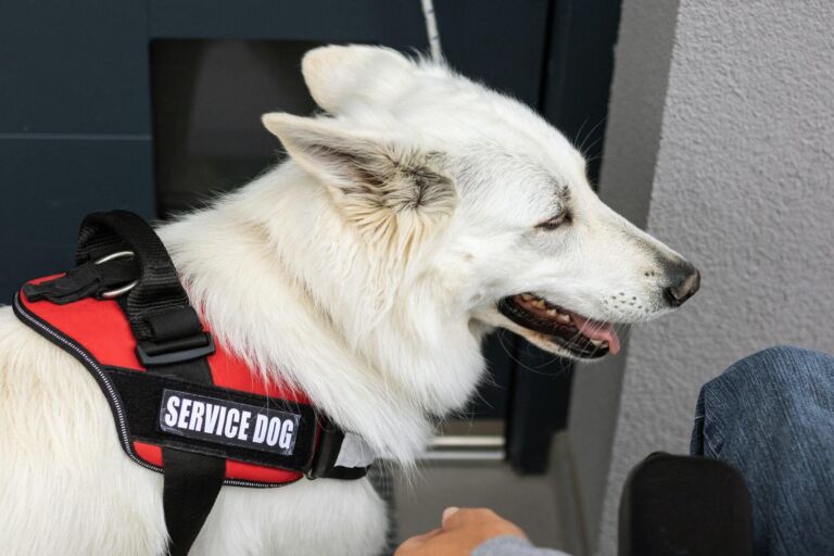 How to Become a Guide Dog Trainer | Hours, roles & earnings