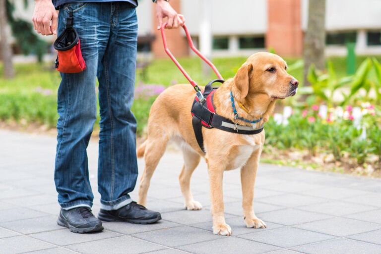 What is a Guide Dog? | Training, dog type & why are they needed