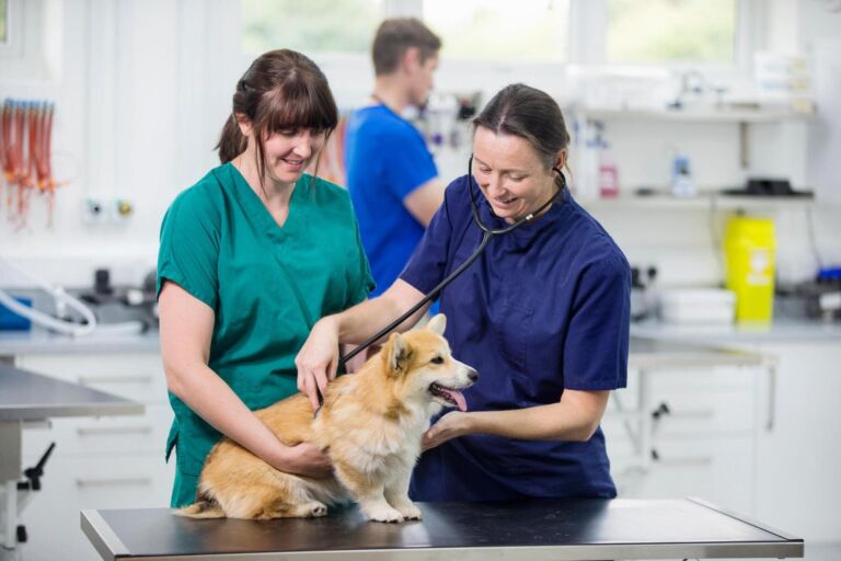 How to Become a Vet | Hours, roles, qualifications & earnings