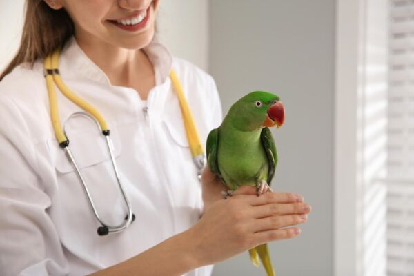 How to Become a Vet | Hours, roles, qualifications & earnings