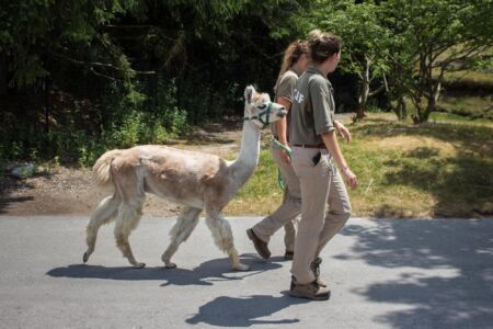 How to Become a Zookeeper | Hours, roles & qualifications
