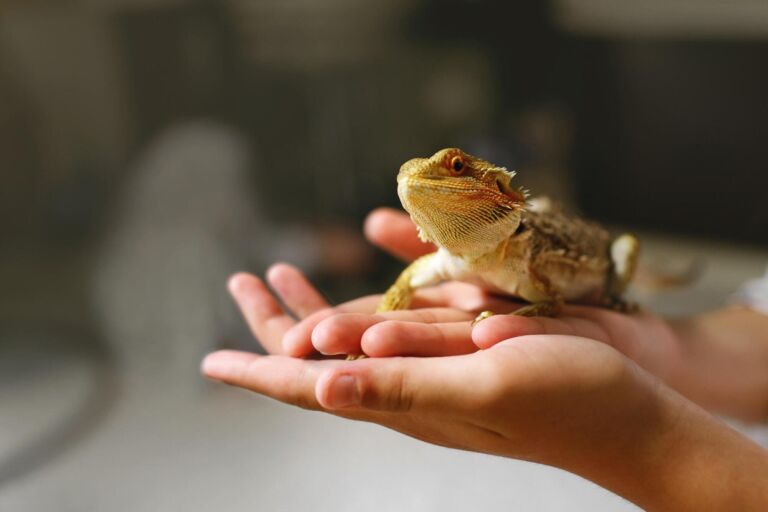 What is Herpetophobia? | Dealing with, causes, triggers, treatment