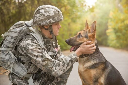 How to Become an Army Dog Handler | Hours & qualifications