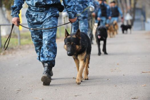 How to Become an Army Dog Handler | Hours & qualifications