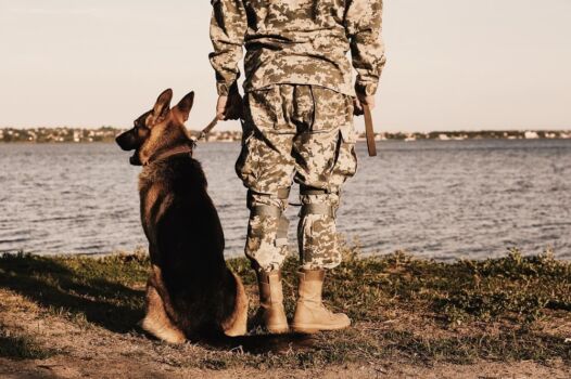How to Become an Army Dog Handler | Hours & qualifications