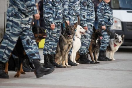 How to Become an Army Dog Handler | Hours & qualifications