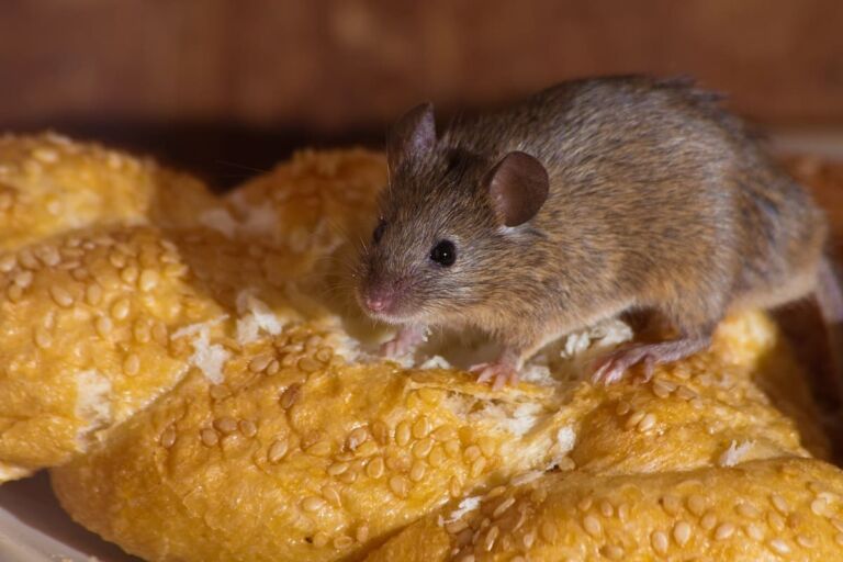 Food Safety Guide for Sandwich Shops | CPD Online College