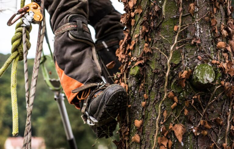 Health and Safety Guide for Tree Surgeons | Risks, PPE, Training