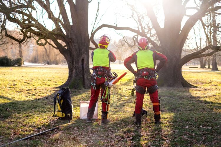 Health and Safety Guide for Tree Surgeons | Risks, PPE, Training
